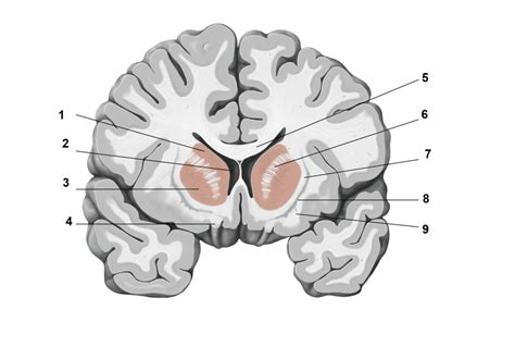 Telencephalon 1 Diagram Quizlet