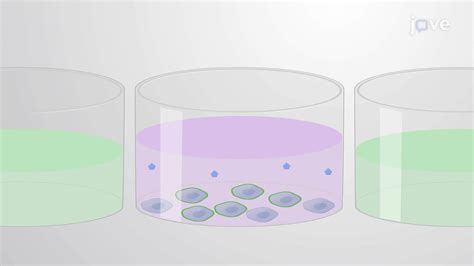 Microplate Based Assay At Ken Hertel Blog