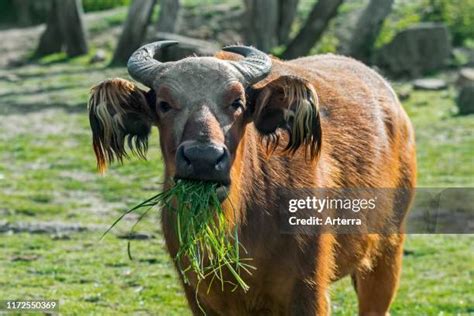 Congo Buffalo Photos And Premium High Res Pictures Getty Images