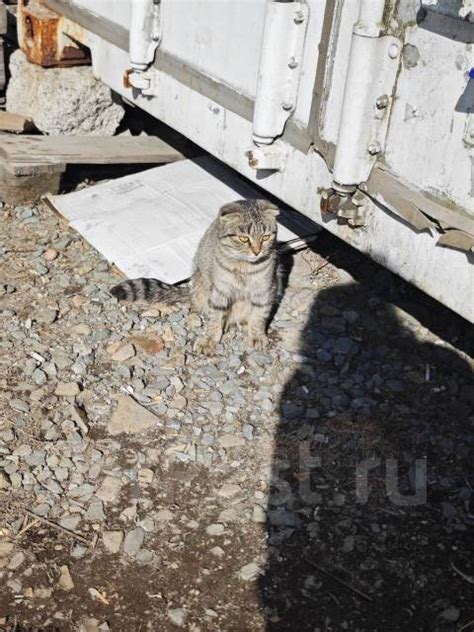 Вислоухая в наличии Цена 1₽ во Владивостоке