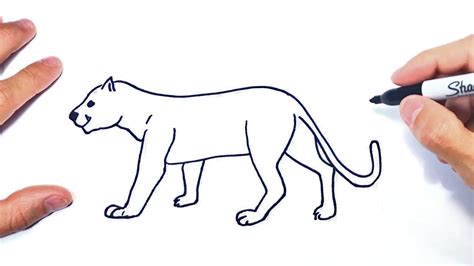 Dibujo De Cara De Puma Cara Facil Puma Dibujo