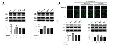 Effects Of Quercetin And Kaempferol On The Expression Of P Iκb Download Scientific Diagram