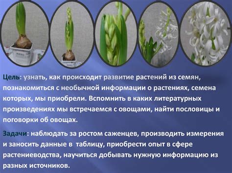 Семена культурных растений - презентация онлайн
