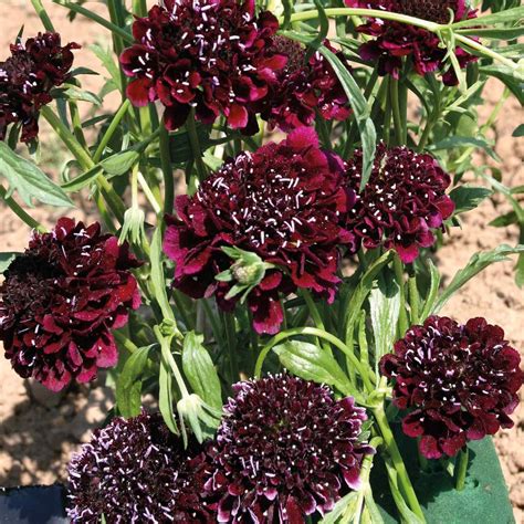 Outsidepride 50 Seeds Perennial Burgundy Beau Scabiosa