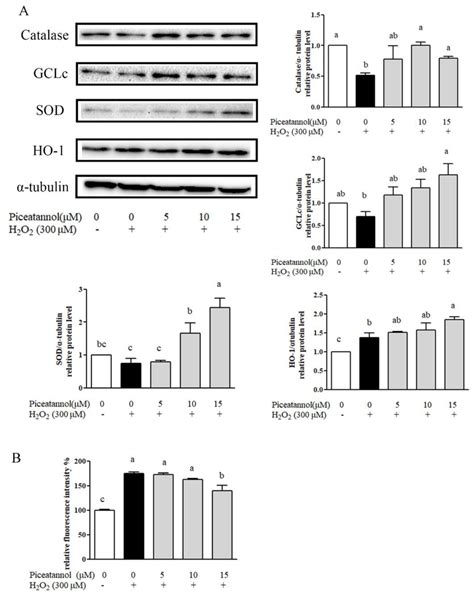 Piceatannol Increased The Expression Of Antioxidase In Arpe 19 Cells