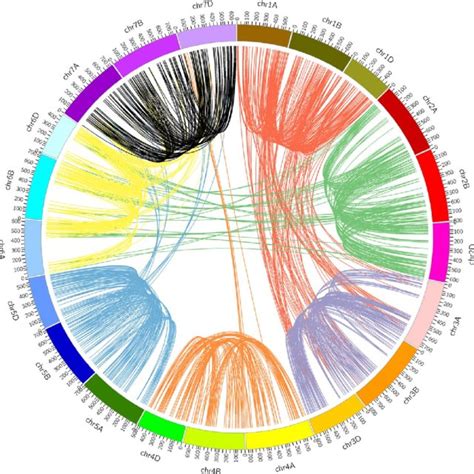 Chromosomal Locations And Whole Genome Segmental Duplication Events Of