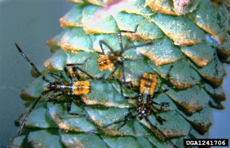 Western Conifer Seed Bug Agricultural Biology
