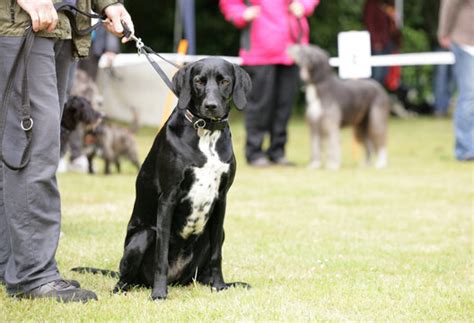 「mongral」の画像 87 件の Stock 写真、ベクターおよびビデオ Adobe Stock