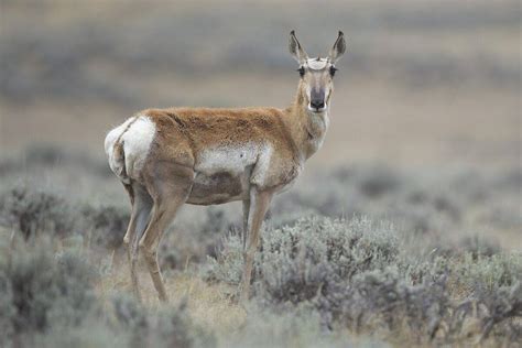 Top 10 Hoofed Animals Animals Around The Globe