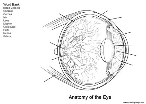 Human Eye Anatomy Worksheet Coloring Page Printable