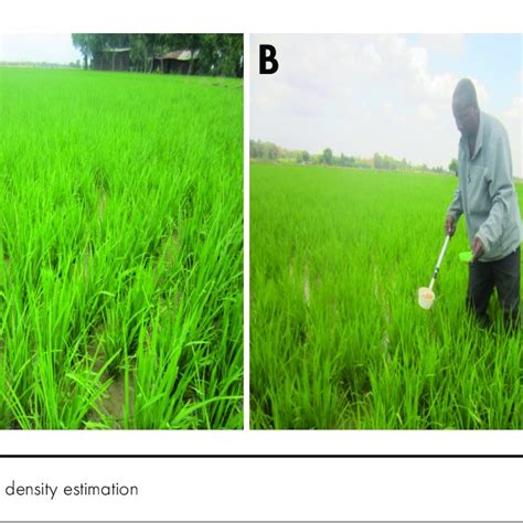The Irrigated Rice Fields Download Scientific Diagram