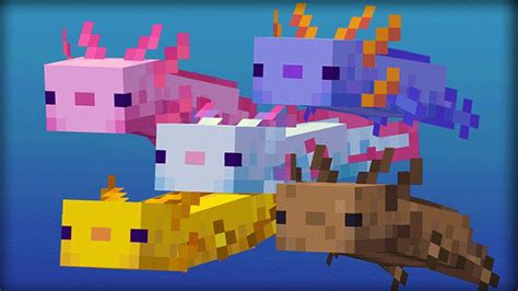 How Rare Are Normal Axolotls In Minecraft Shalfeiのblog