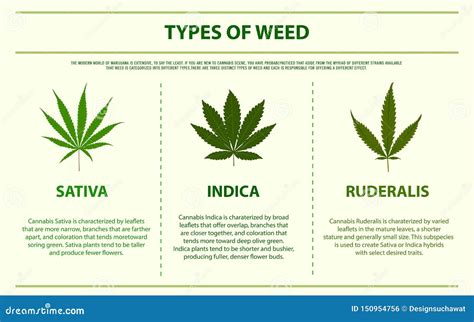 Types Of Weed Horizontal Infographic Stock Illustration Illustration