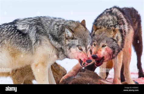 Gray Wolf Or Grey Wolf Canis Lupus Usa Stock Photo Alamy