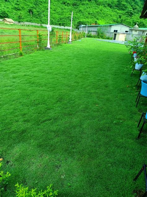 Green Natural Carpet Grass For Garden At ₹ 5sq Ft In Barpeta Id