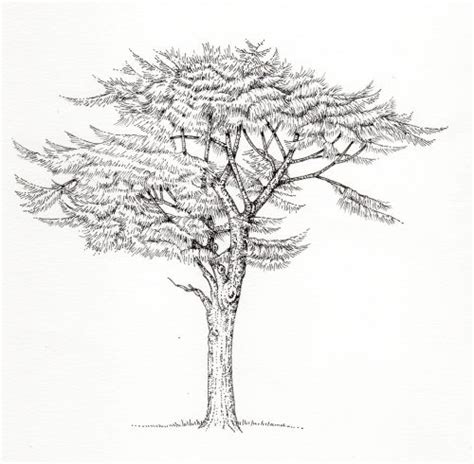 Simple Cedar Tree Drawing