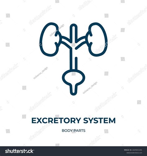 Excretory System Icon Linear Vector Illustration Stock Vector Royalty