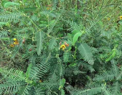 Rough Jointvetch College Of Agriculture Forestry And Life Sciences