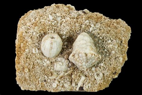 Fossil Crinoid Cactocrinus And Blastoid Globoblastus Missouri 162684 For Sale