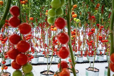 Tomato Agriculture In India A Comprehensive Guide To Cultivation