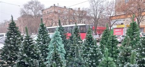 Засніжені з шишками та червоною калиною які ціни на новорічні ялинки у Кривому Розі ФОТО