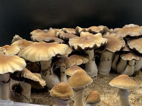 What Are Rust Colored Mushroom Spores Inoculate The World