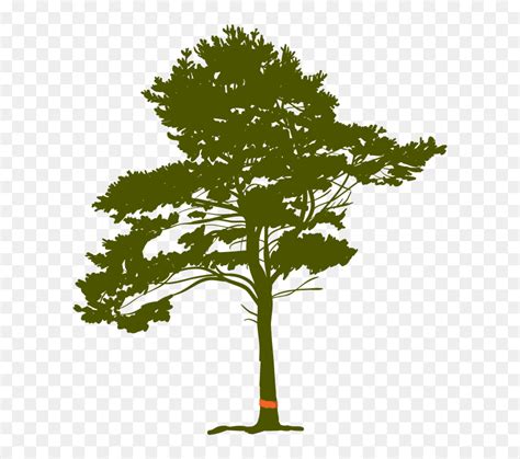 Pine Tree Root Black Pine Tree With Roots HD Png Download Vhv