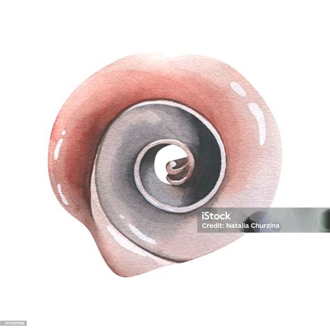 둥글고 나선형이며 조개껍질은 길게 자릅니다 수채화 그림 큰 고래 세트에서 격리 된 물체 로고 엽서 포스터 스티커 해변 액세서리의 디자인과 장식을 위해 개인 장식품에 대한