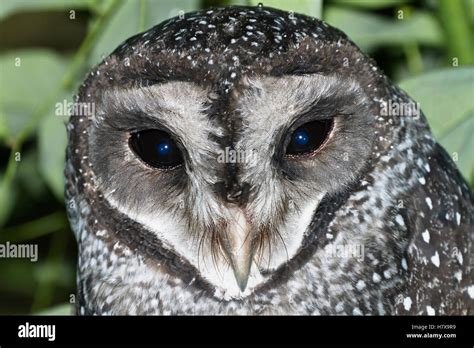 Lesser Sooty Owl Tyto Multipunctata Queensland Australia Stock