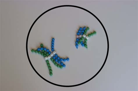 Biol 1308 Lab Exam 2 Flashcards Quizlet