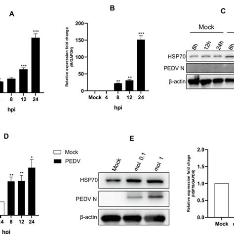 Colocalization Of Pedv M And Hsp70 Cells Were Transfected With Pedv Download Scientific