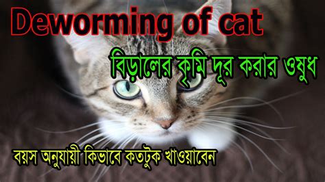 বিড়ালের কৃমি হলে কি ওষুধ খাওয়াবেন। কিভাবে কখন খাওয়াতে হবে L Deworming Of Cat L বিড়ালের চিকি