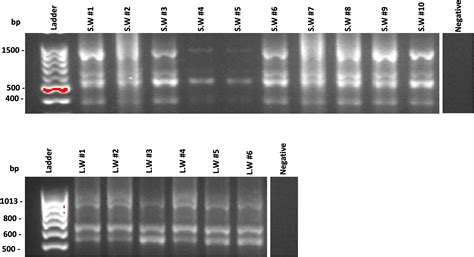 Development Of Lamp Assay For Early Detection Of Yersinia Ruckeri In