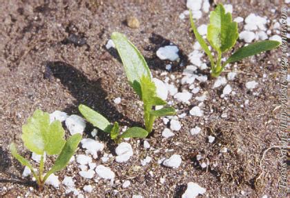 Parsnip Seedling Photograph The Westside Gardener