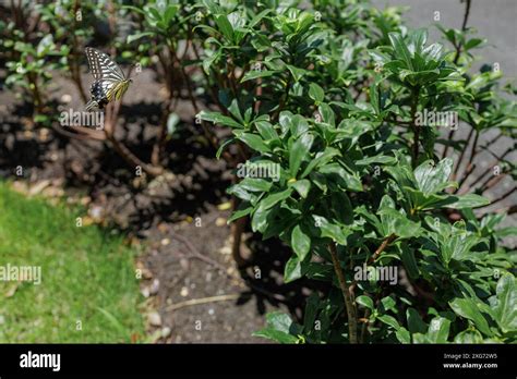 Soil Close Up Shrubs Hi Res Stock Photography And Images Alamy