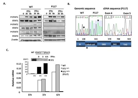 A T To A Point Mutation In 5 Splice Site Of The Stat2 Intron 45