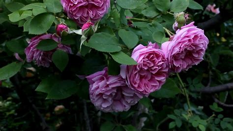 Мери Роуз ,Клэр Маршал и др 2020 - YouTube