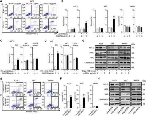 Scd74 Exerts Pro Apoptotic Functions By Inhibiting Mif Cd74