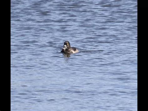 Birds At Foss Reservoir Sudbury Valley Trustees