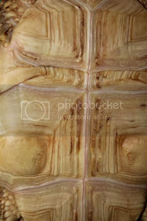 Shell Rot On My Sulcata Tortoise Forum