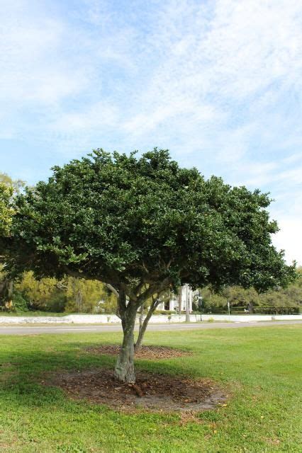 Japanese Ligustrum Tree Ligustrum Japonicum Japanese Privet