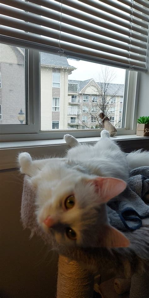 Lillia Is A Powerfull Fawn Dont Mess With Her Eep Rlilliamains