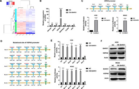 Barx Homeobox 1 Barx1 Regulates Hspa6 Expression Directly In Os