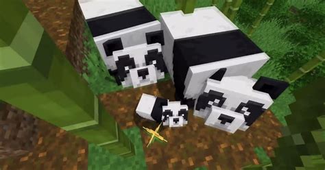 How To Breed Pandas In Minecraft Shockbyte