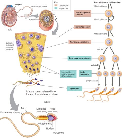 Exploring Human Gametogenesis Production Gametes Sperm Cell And Eggs