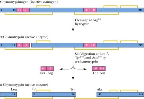 Enzyme Regulation Flashcards Quizlet