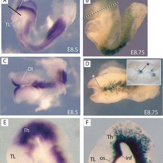 Subdivisions Of The Diencephalon In The E125 Mouse Embryo Download