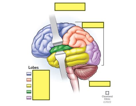 Cerebrumcerebellum Label Quiz