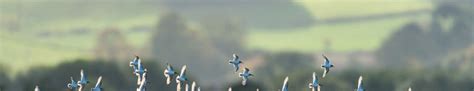 Consultancy Standardised Biodiversity Monitoring Framework Wetlands