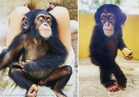 처음 숲에 온 고아 침팬지 따뜻하게 안아준 침팬지들 노트펫